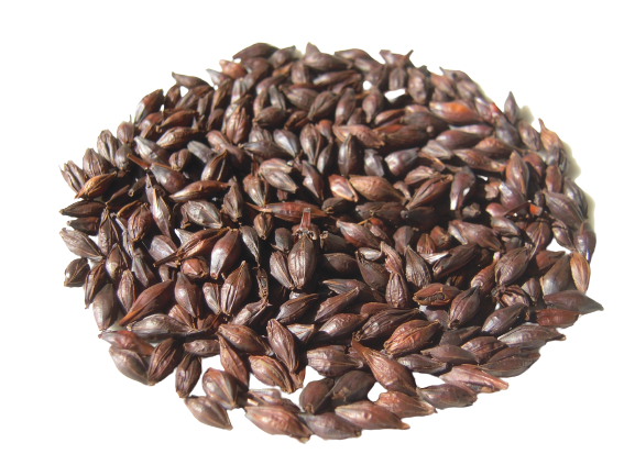 Welcome to Myanmar Beer | Myanmar Larger